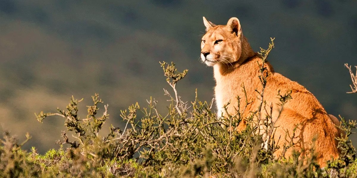 Wild Patagonia - An Overland Safari in Torres Del Paine in Chile