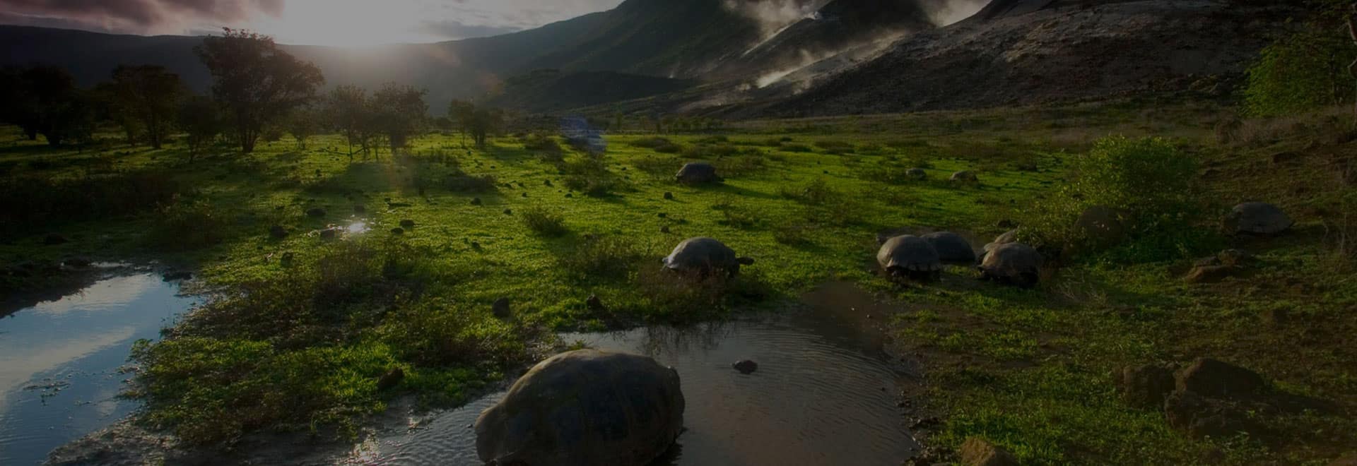 Lonesome George Tortoise Dies in the Galapagos Islands