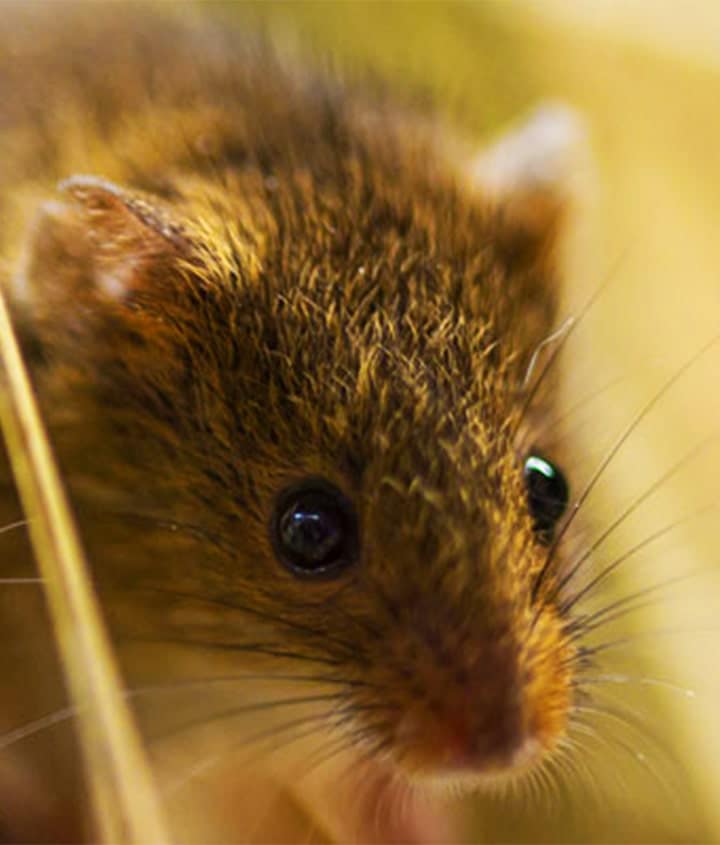 Rat Free In the Galapagos Islands - Island of Pinzon