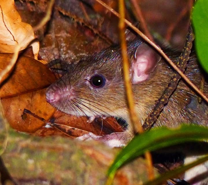 Rat Free In the Galapagos Islands - Island of Pinzon