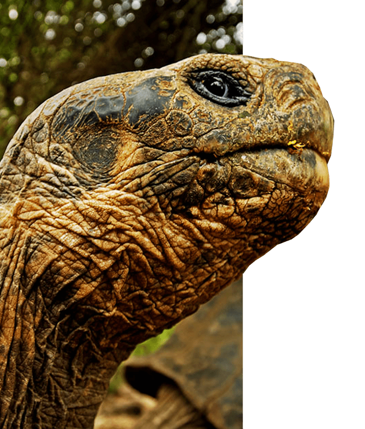 Pinta Island Tortoise Lonesome George