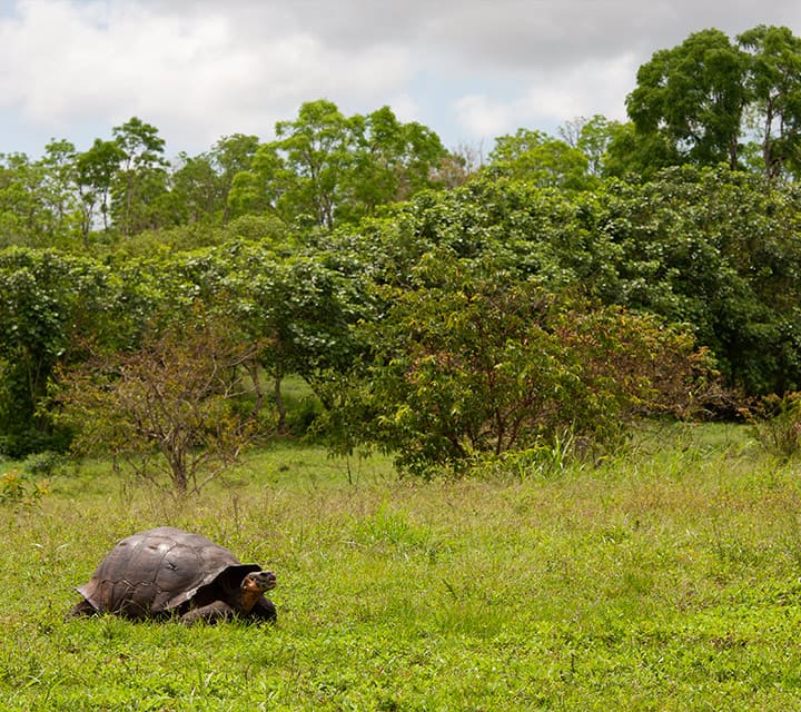 Rat Free In the Galapagos Islands - Island of Pinzon