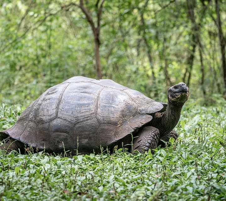 Lonesome George: One-Year Anniversary Of His Death in the Galapagos