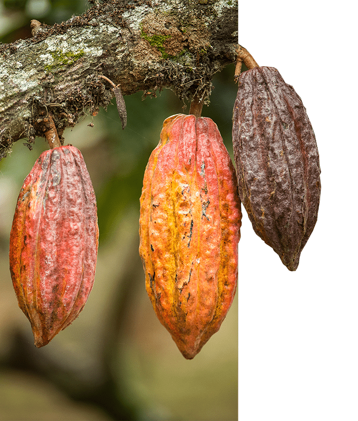 Ecuador Cacao - Some of the Best Chocolate in the World