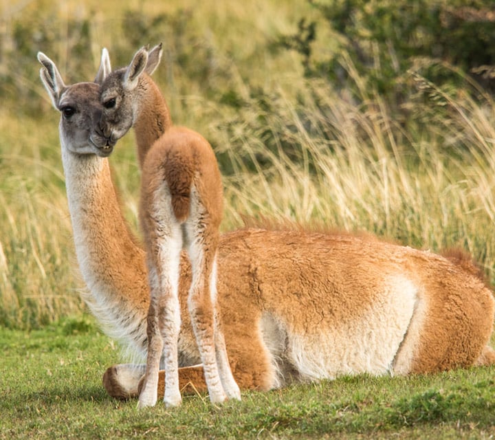 Facts About Mothers & Animal Offspring in Galapagos & Patagonia