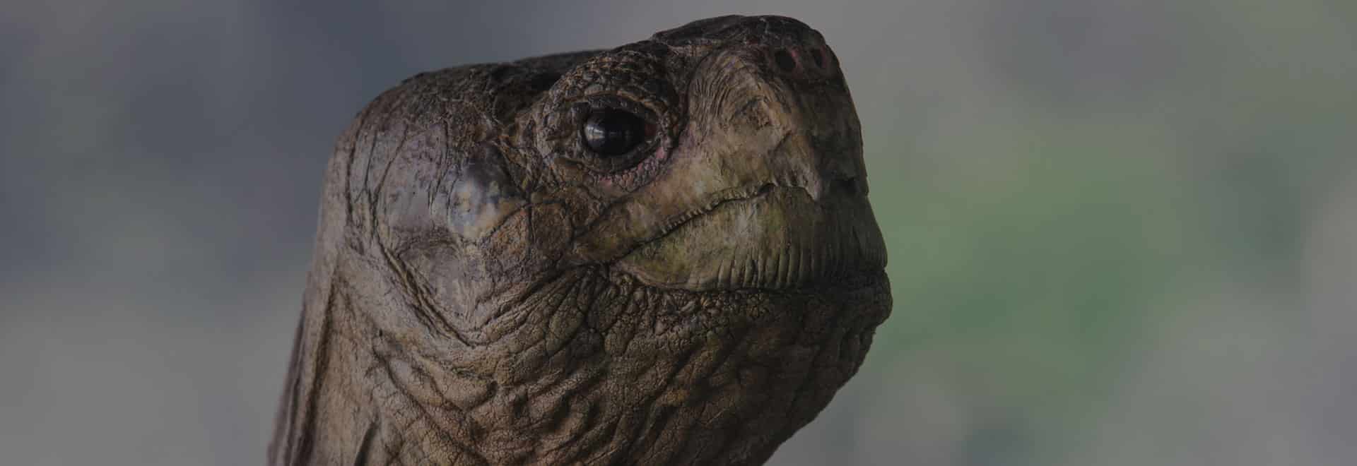 Lonesome George