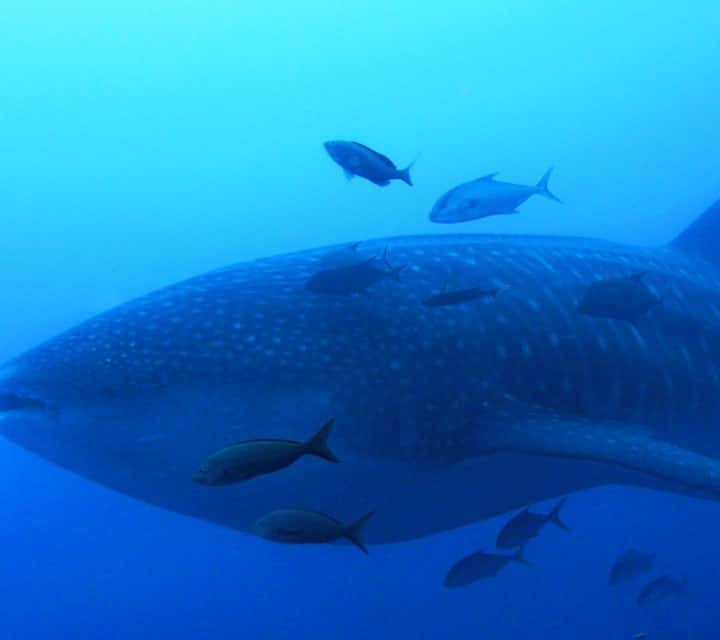 Galapagos Whale Sharks - Where & How to See Them in Galapagos