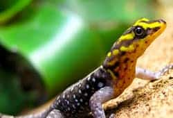 Galapagos Island Geckos - The Gecko of Galapagos