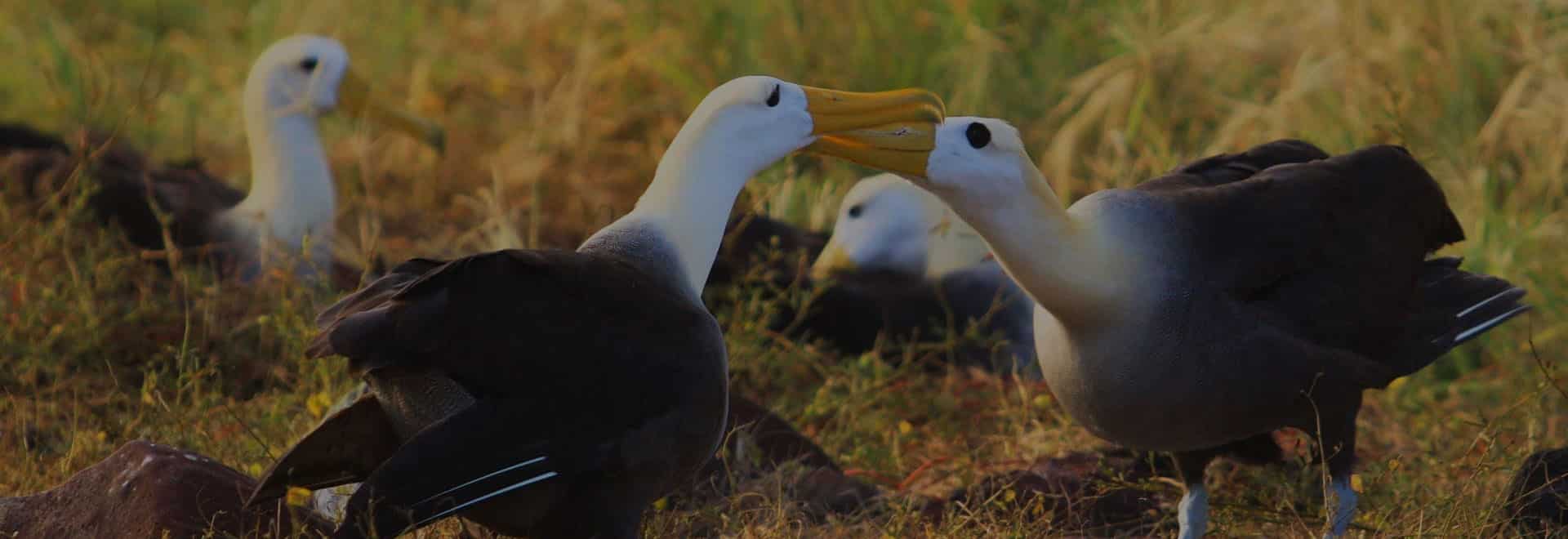 The Waved Albatross – Bird of Grace of the Galapagos