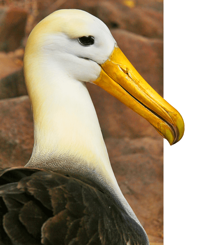 The Waved Albatross – Bird of Grace of the Galapagos