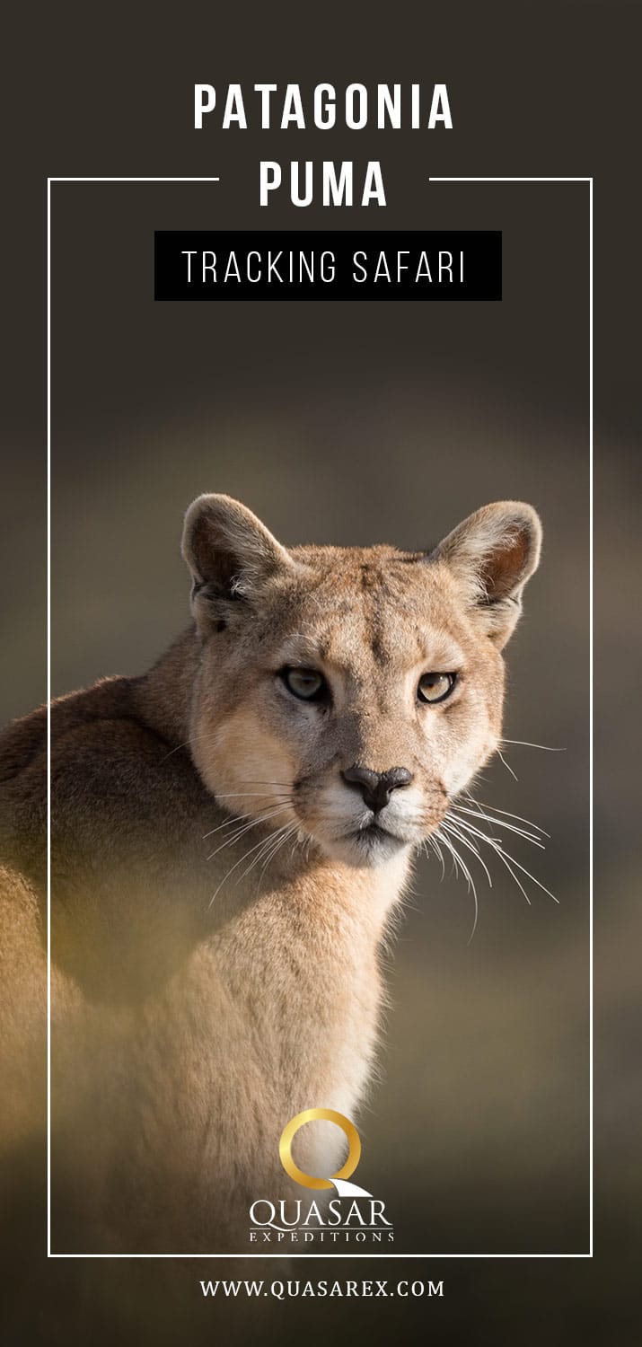 Puma Spotting in Patagonia: One Adventurer's Journal
