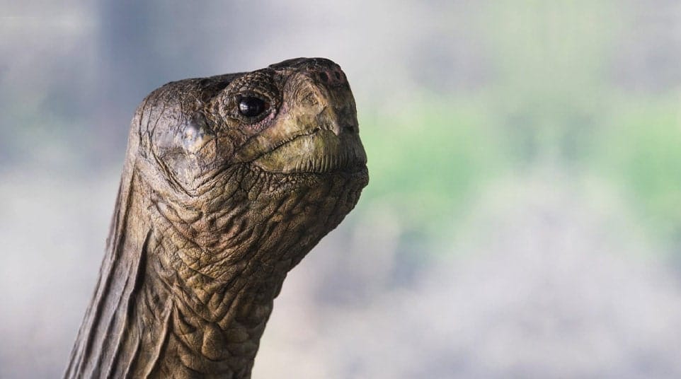 Galapagos Lonesome George Tortoise - The Pinta Island Tortoise