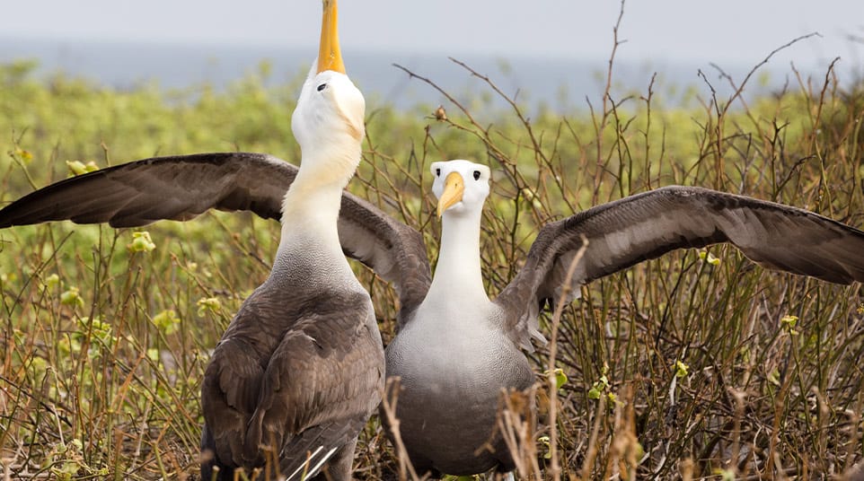 Waved Albatross - Galapagos Waved Albatross Facts with Quasar Expeditions