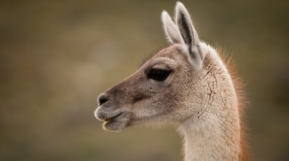 Guanaco - The South American Guanacos in Patagonia
