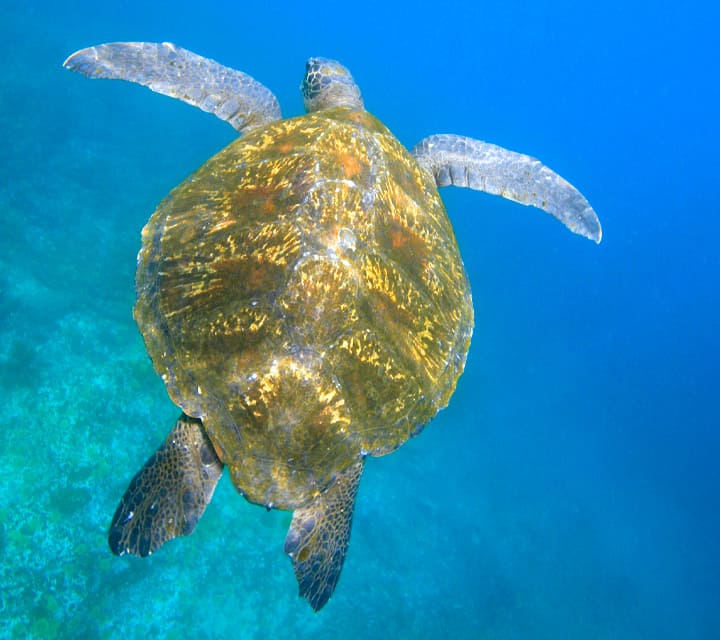 7 Secrets of Galapagos Green Sea Turtles: Myths vs. Reality