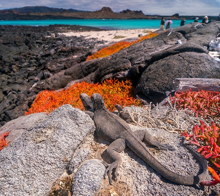 Galapagos Marine Iguanas: 6 Facts with a Salty Twist