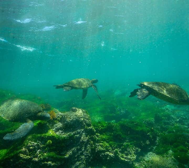 7 Secrets of Galapagos Green Sea Turtles: Myths vs. Reality