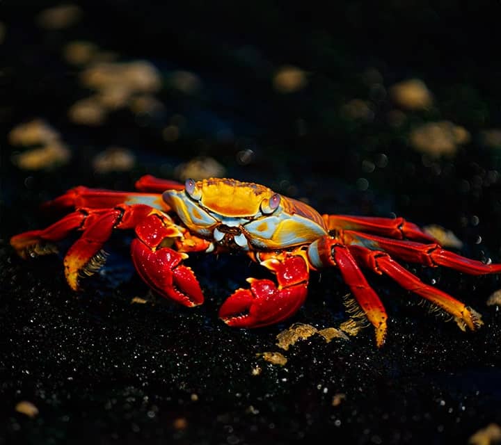 Sally Lightfoot Crabs Facts: Galapagos Rainbow Warriors