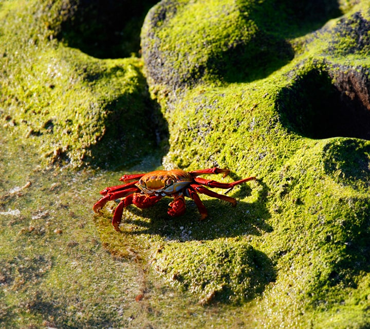 Sally Lightfoot Crabs Facts: Galapagos Rainbow Warriors