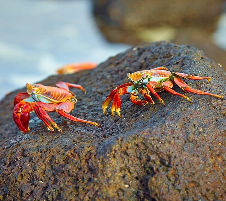 Sally Lightfoot Crabs Facts: Galapagos Rainbow Warriors