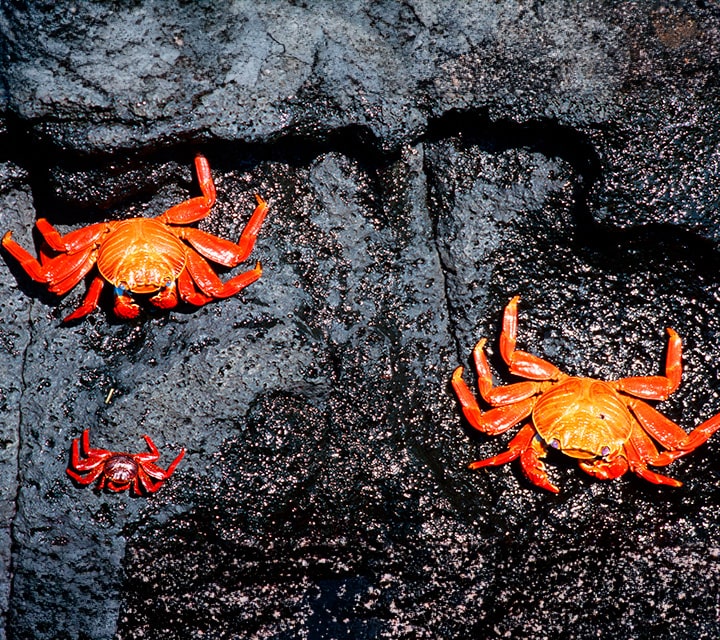 Sally Lightfoot Crabs Facts: Galapagos Rainbow Warriors