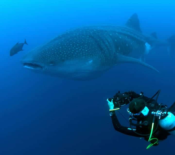The Galapagos Whale Shark Project: Supporting Gentle Giants