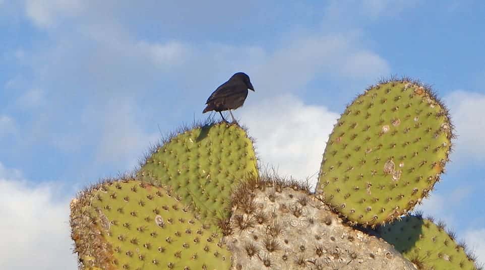 The Large Cactus Finch - Galapagos Large Cactus Finches