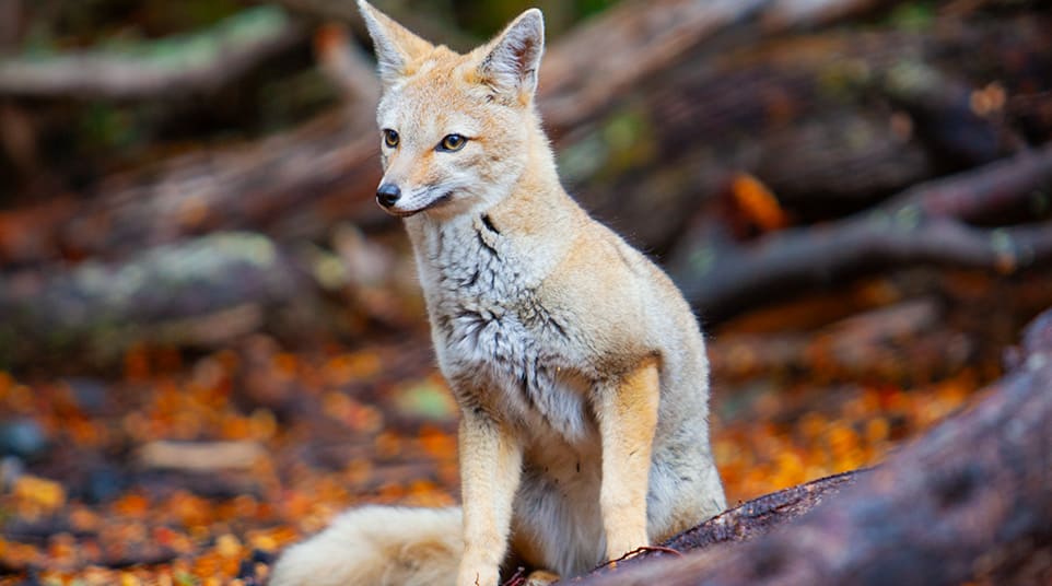 The Culpeo - Culpeo Fuegian Fox | Andean Wolf with Quasar Expeditions