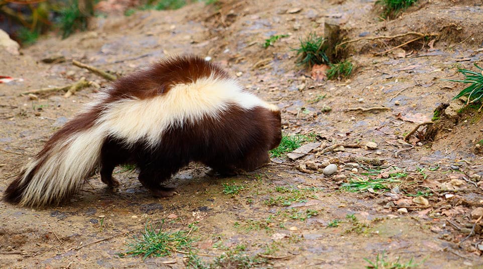 Patagonia Skunks - The South American Skunk