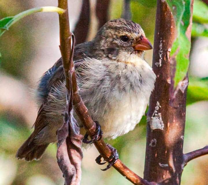 Galapagos Finches - Hidden Truth Told by Charles Darwin