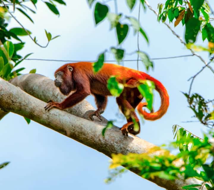Double the Safari: Galapagos & Amazon River Cruises